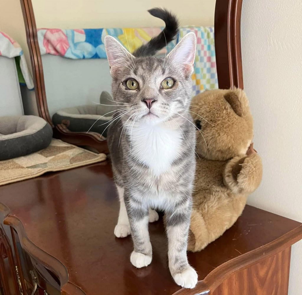Tabby – Peninsula Colony Cats